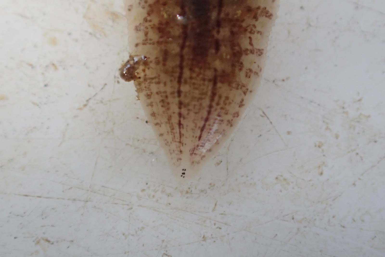 A bunch of suckers | Sussex Wildlife Trust