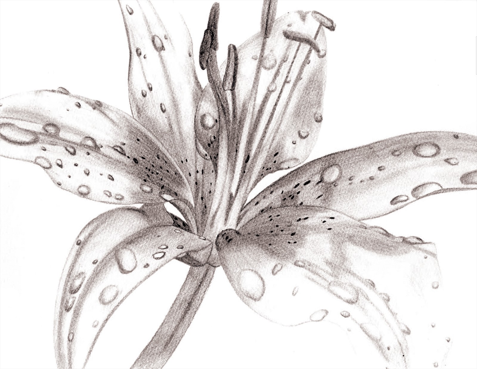 NBCC Miramichi Animation