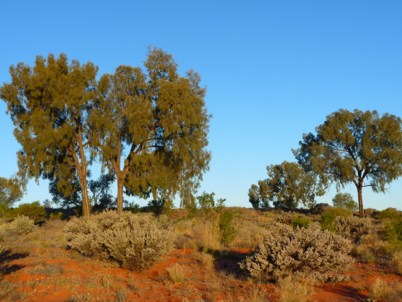 Bushranger: Desert Oak