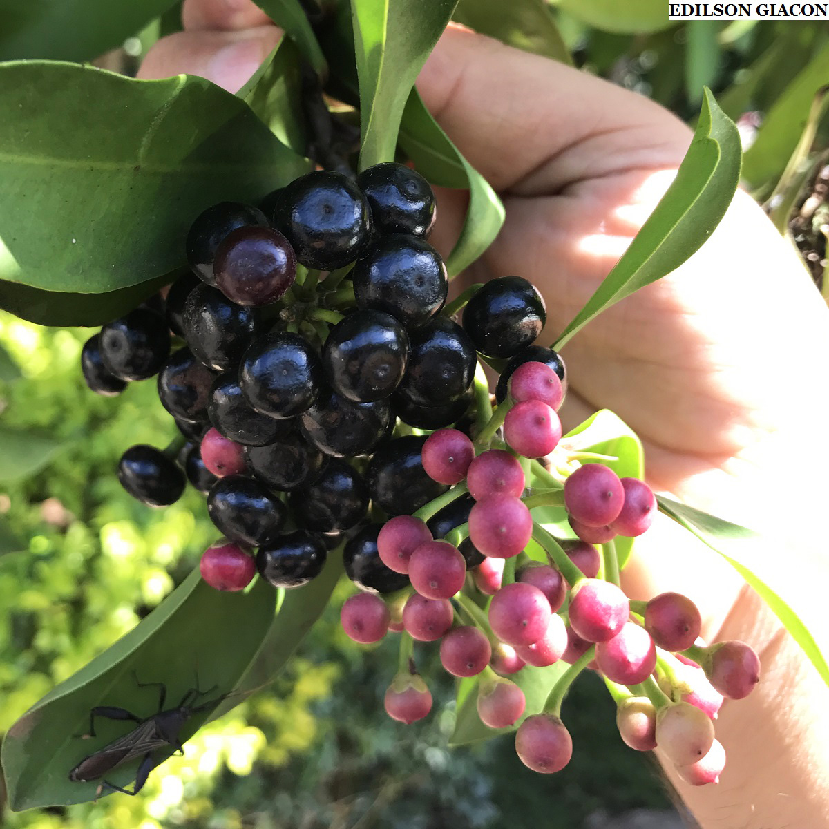 Viveiro Ciprest - Plantas Nativas e Exóticas: Ardísia Preta ( Ardisia ...