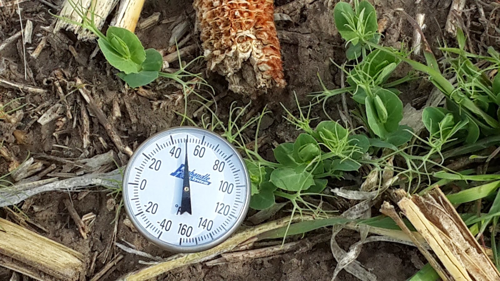 Stateline Producers Cooperative