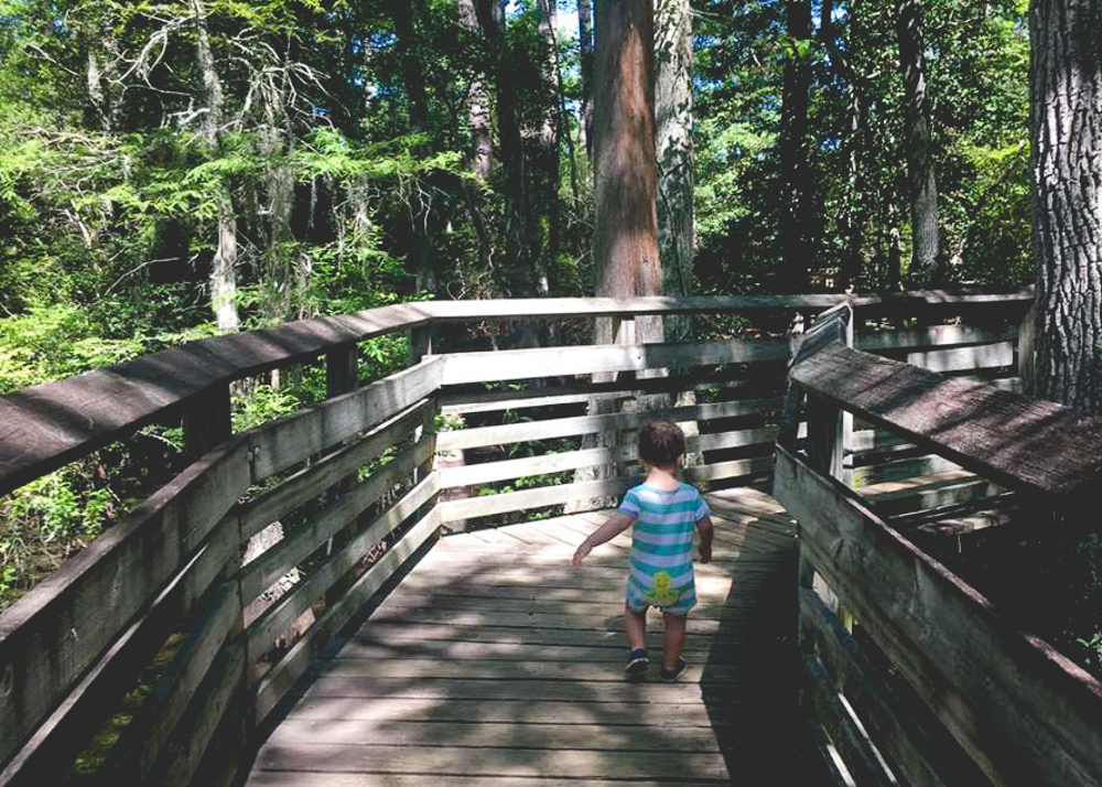 Swamp Stomp at First Landing State Park (Virginia Beach) - Mermaid City ...