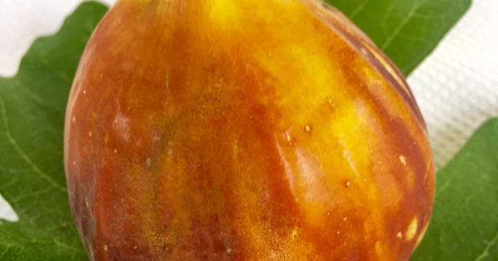 Figs Photo Collection Around the World: SUPER JUMBO Figs