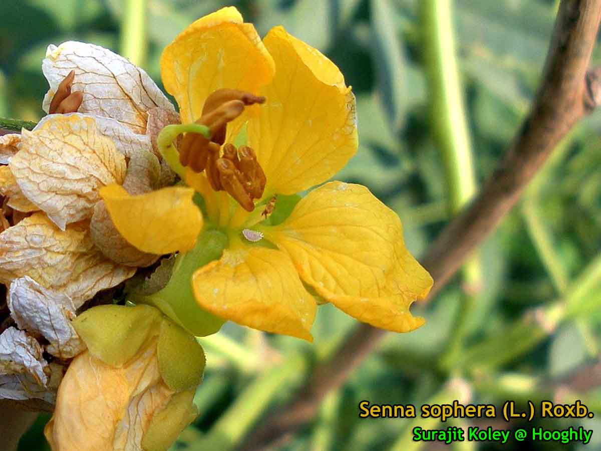 Medicinal Plants: Senna sophera, Cassia sophera, Kaasamarda ...