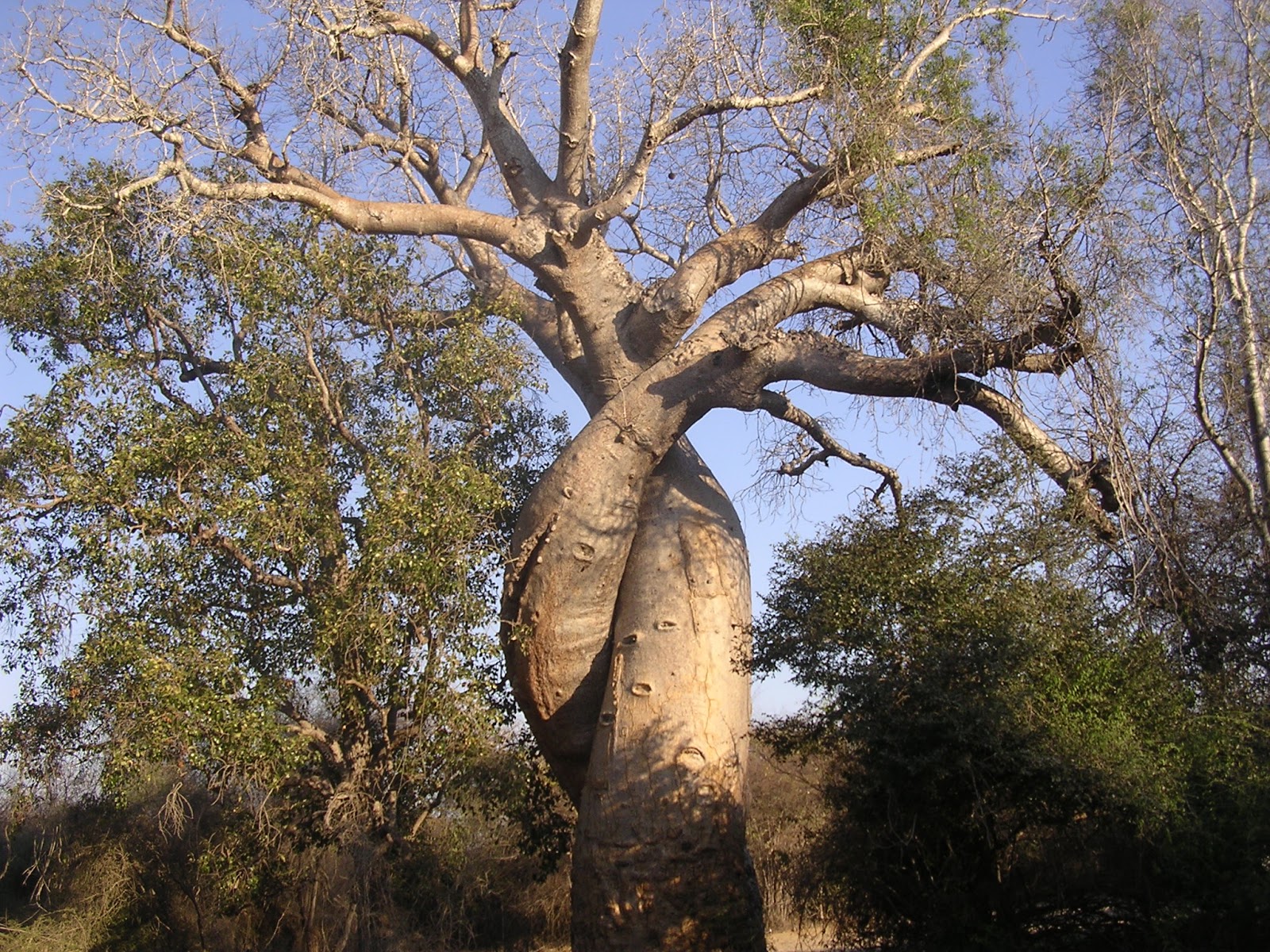 Rive - Il mondo delle isole: Baobab: un albero dalle molte leggende che ...