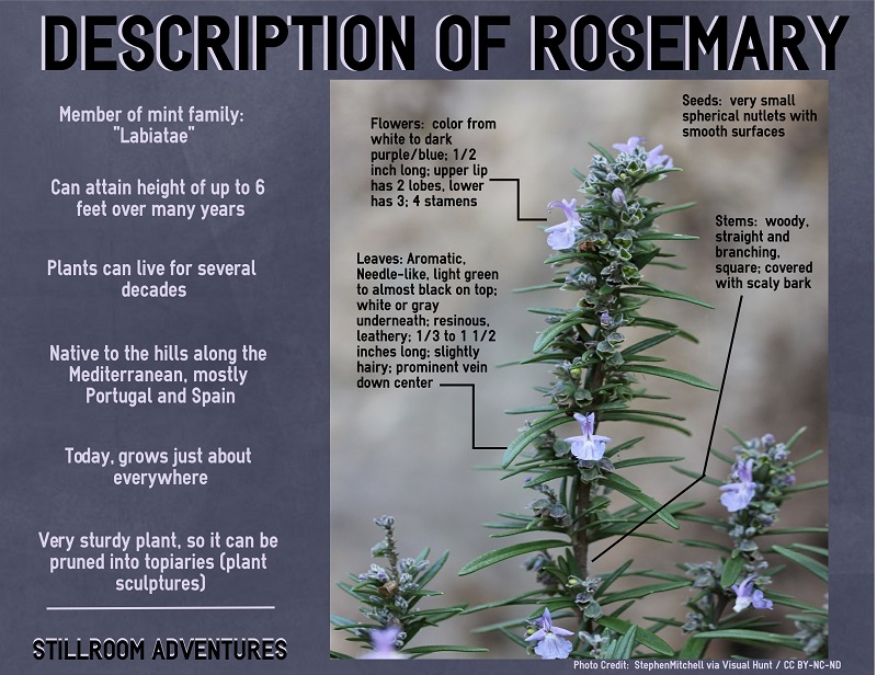 Cultivation of Rosemary