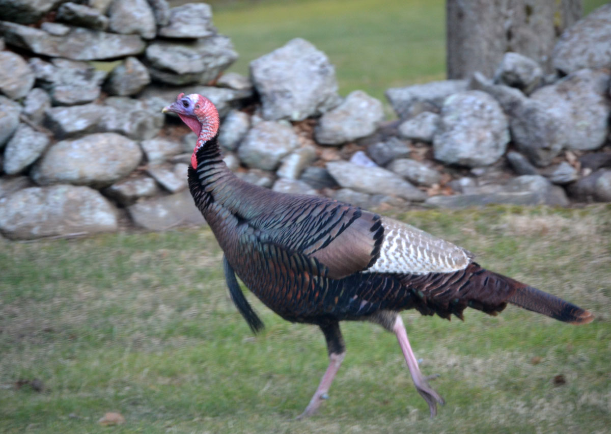 Woods Walks and Wildlife: "The Turkey's the Turkey, You Turkey."*