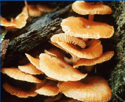 Fungi Infection: Wood Fungi