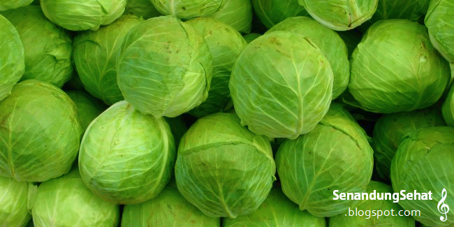 Terbaru 28+ Kol Putih Sayur