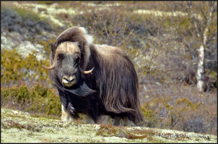 Norvegia - Cautand Insula Puffin