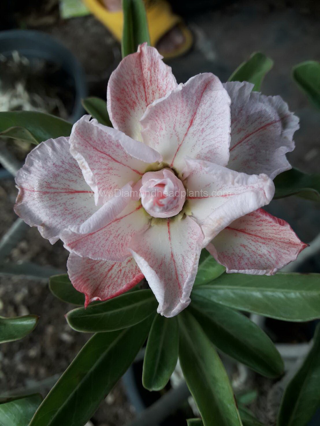 Adenium: New Adenium Catalog 2018-2019