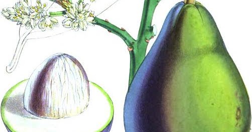 Researching Food History : Alligator Pears since 1600 (Aguacates ...