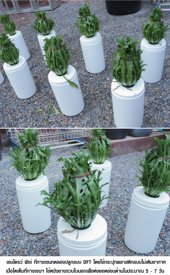 ZEN HYDROPONICS: เอนไดว์ ไฟร์ซี (Endive Frisee)