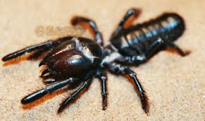 The Spirit of Billy The Pig: Kalahari Ferrari