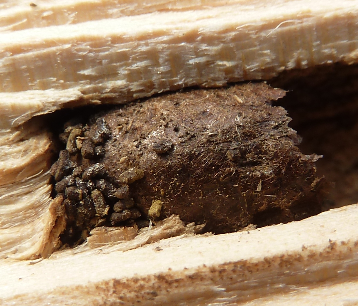 Dave Hubble's ecology spot: Ye olde bee log