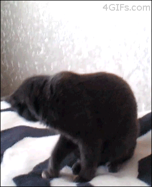 Gigs novo 2013 - Gato dramatico ao ver a camera - Gif em Gif - Os ...
