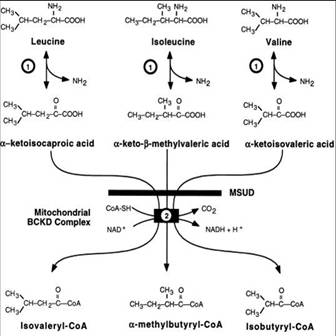 Maple Syrup Urine Deficiency: Metabolic Pathway of MSUD