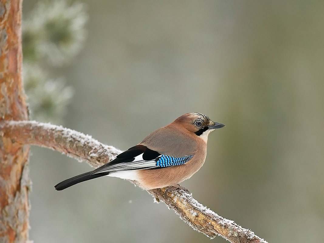 La brolla d'en Toni: EL GAIG