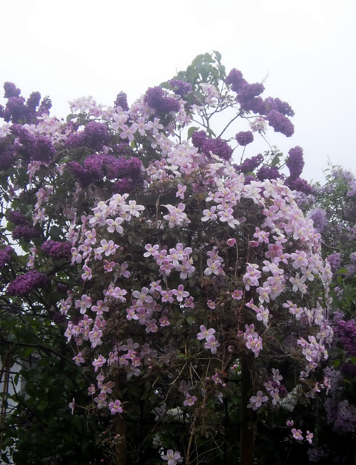 Patchwork-blomsten: Endnu en pause :o(