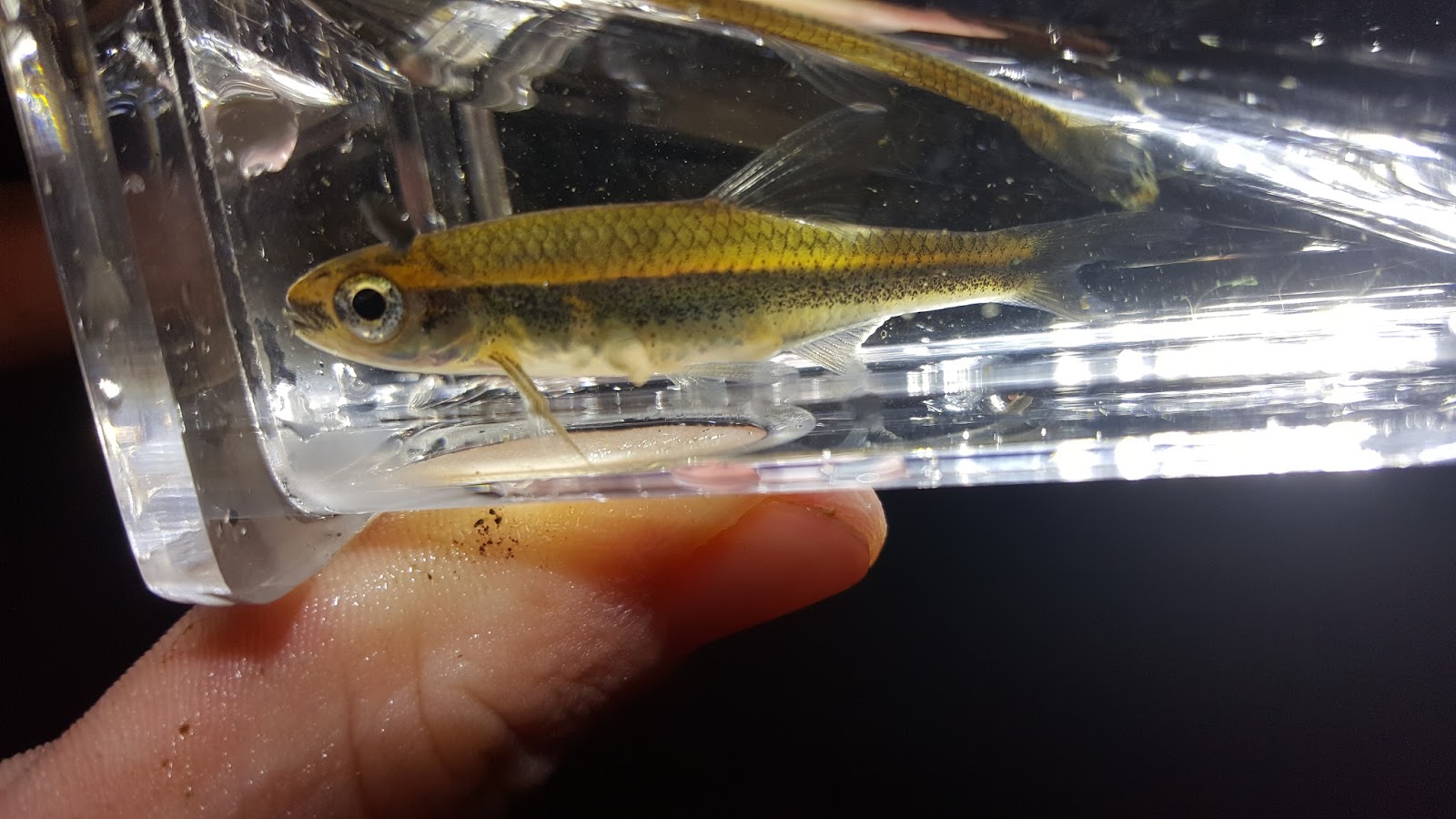 Fish Finding: An Ichthyological Adventure: Species List