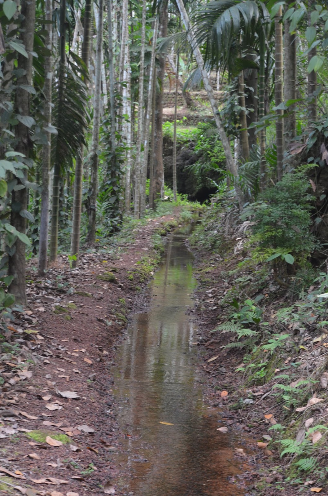 Rajendra Kerkar: Kulagar- Horticultural marvel of Goa