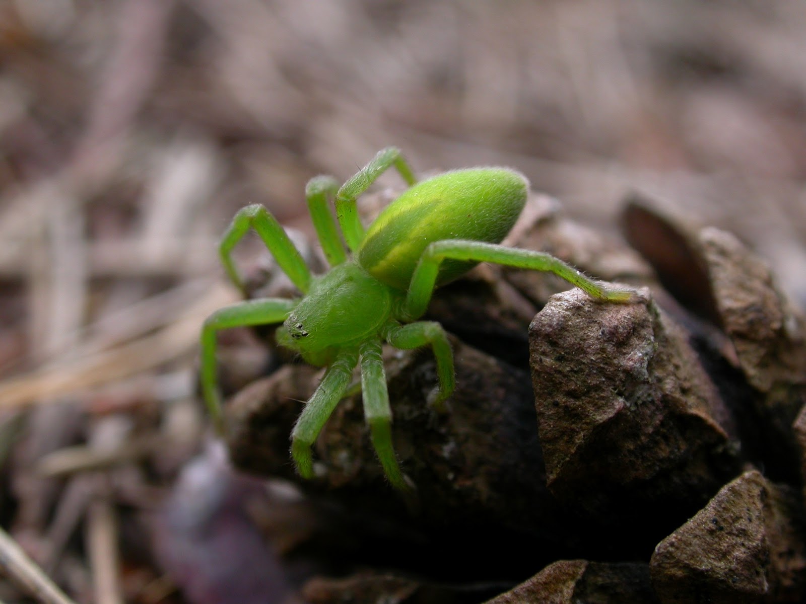 The Lyons Share: Amazing massive luminous green spider