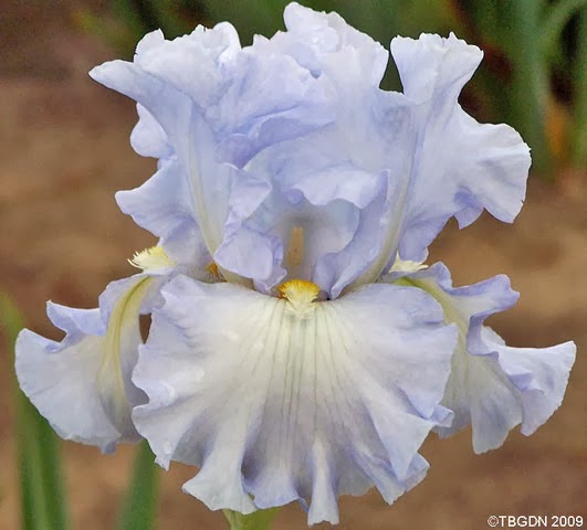 Diamond Rise Gardener: 2013