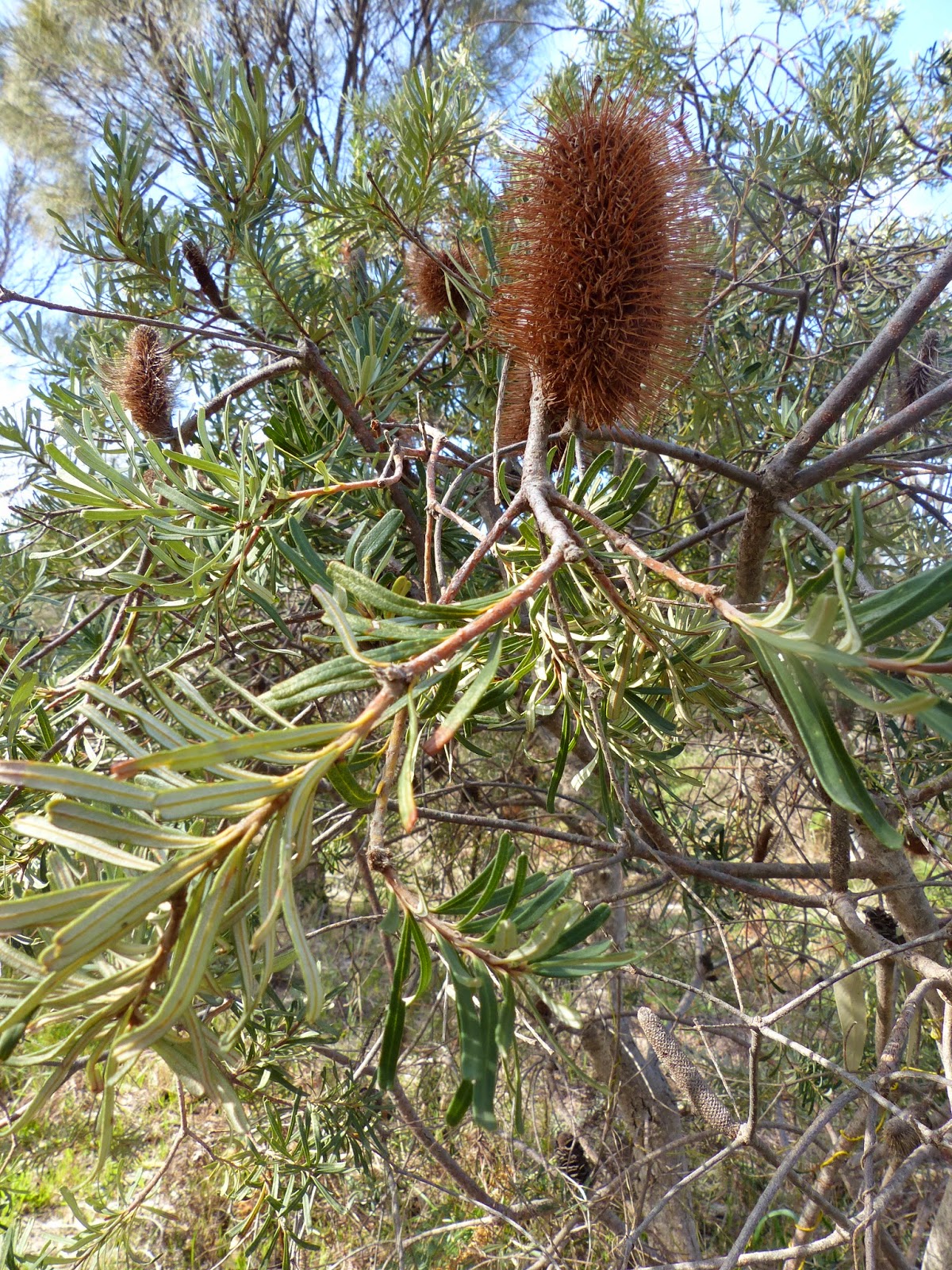 monique's mess: Aldinga Scrub , South Australia