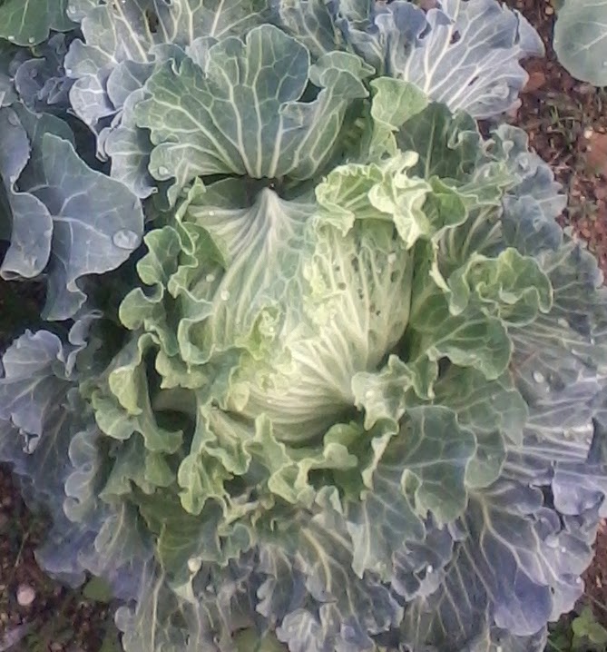 ECO CLUBE - Escola Básica de Alfena: PENCA ou COUVE TRONCHUDA ou COUVE ...