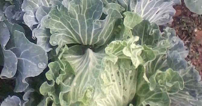 ECO CLUBE - Escola Básica de Alfena: PENCA ou COUVE TRONCHUDA ou COUVE ...