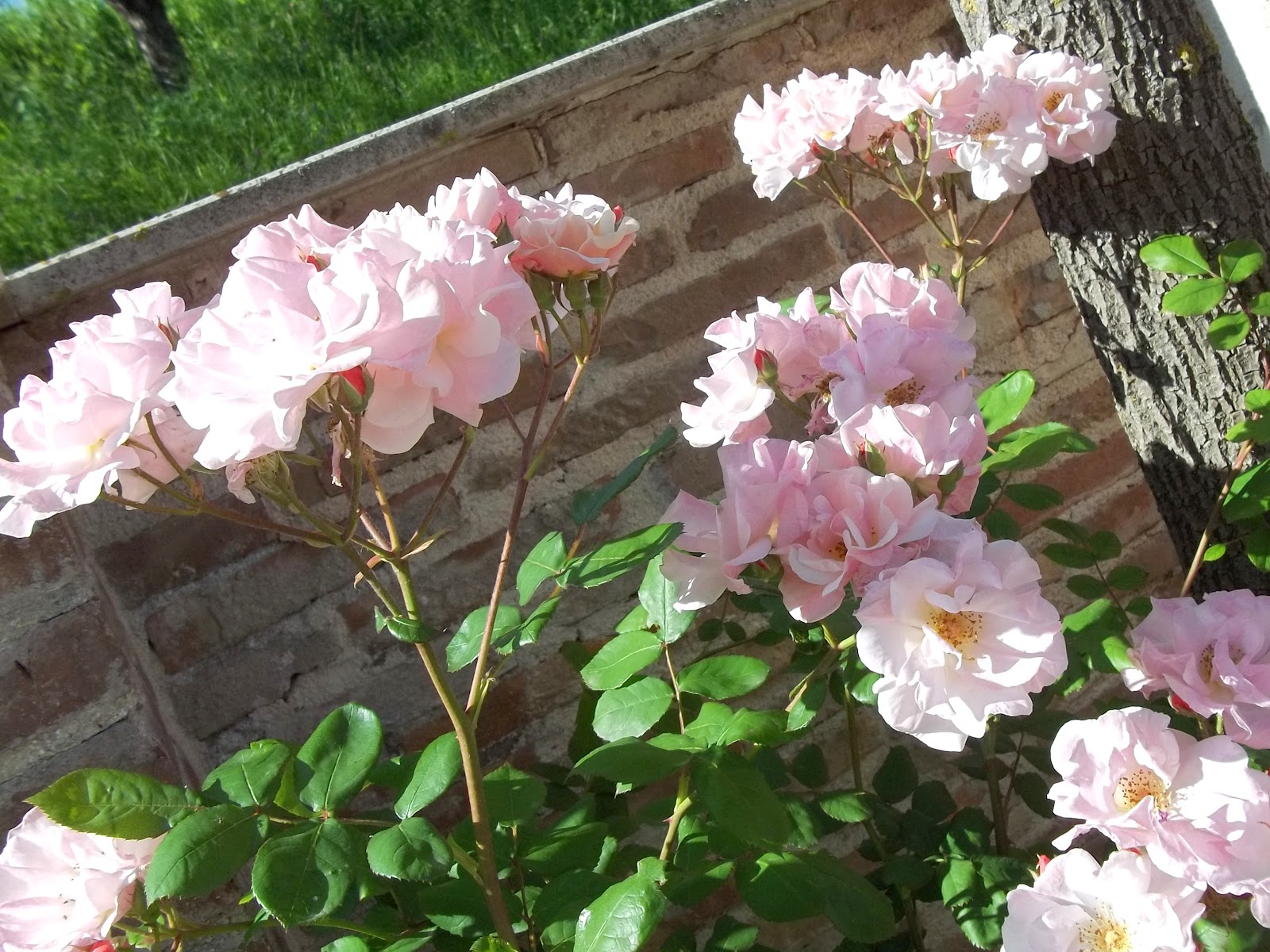 il vento ama....: Rosa fresca aulentissima...