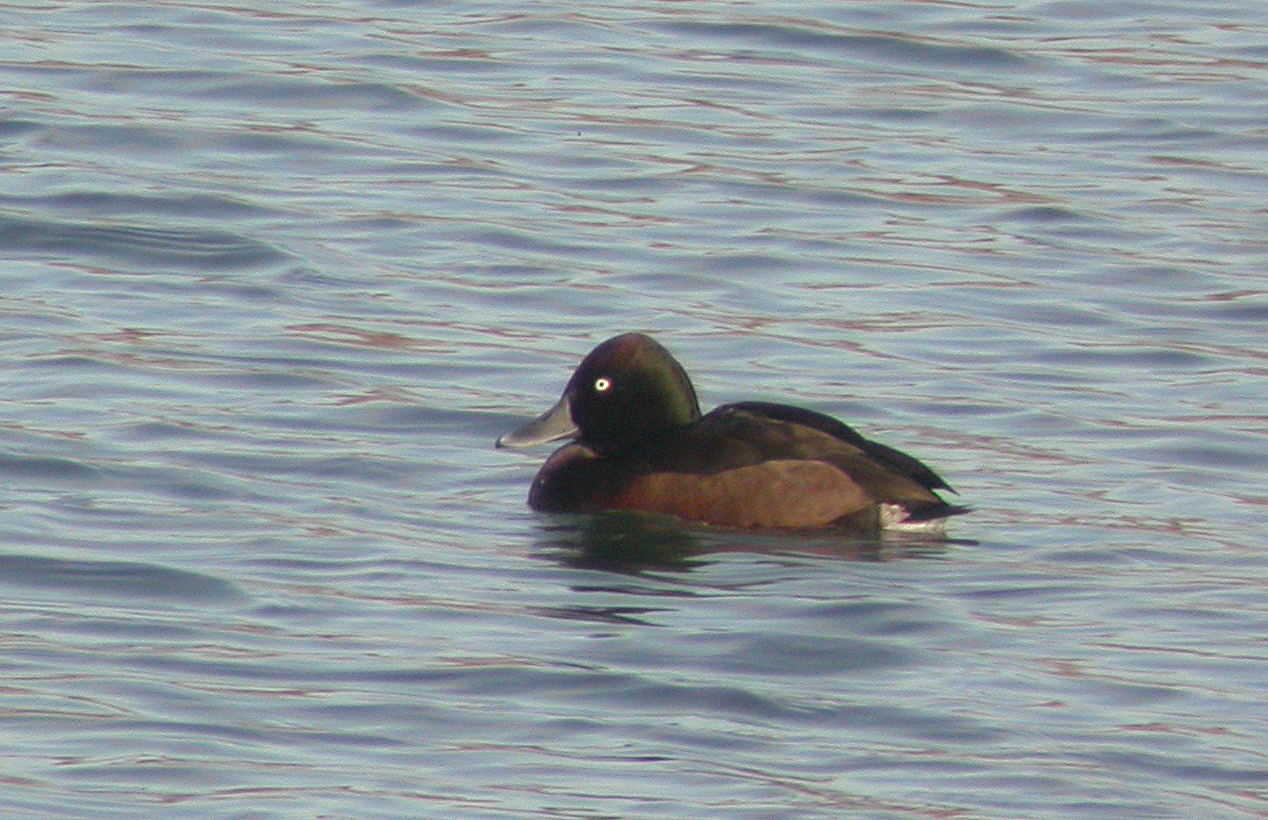 Bird Hybrids: Ring-necked Duck x Ferruginous Duck