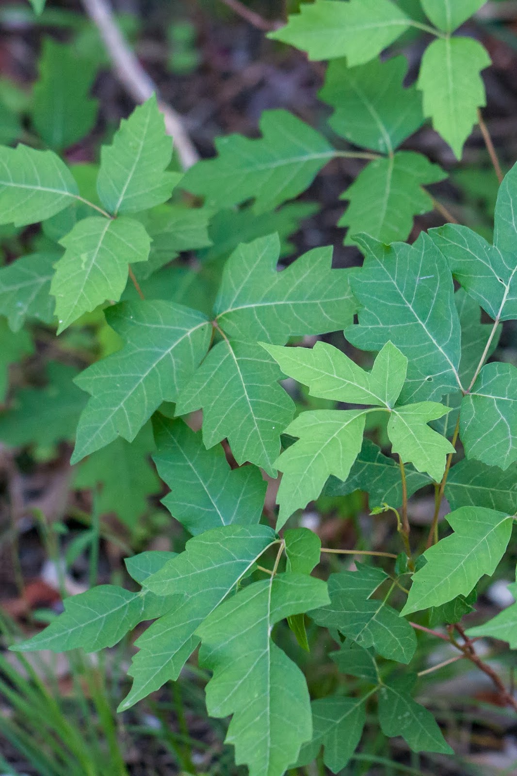 NatureWatch: Poisonous or Venomous?