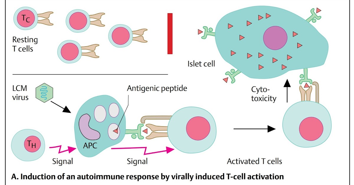 Mechanisms of Autoimmunity (1)