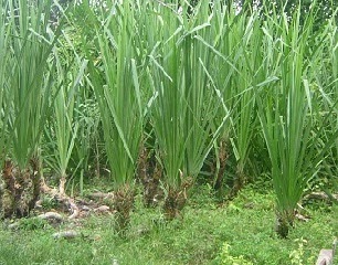 Anim Agro Technology: MENGKUANG