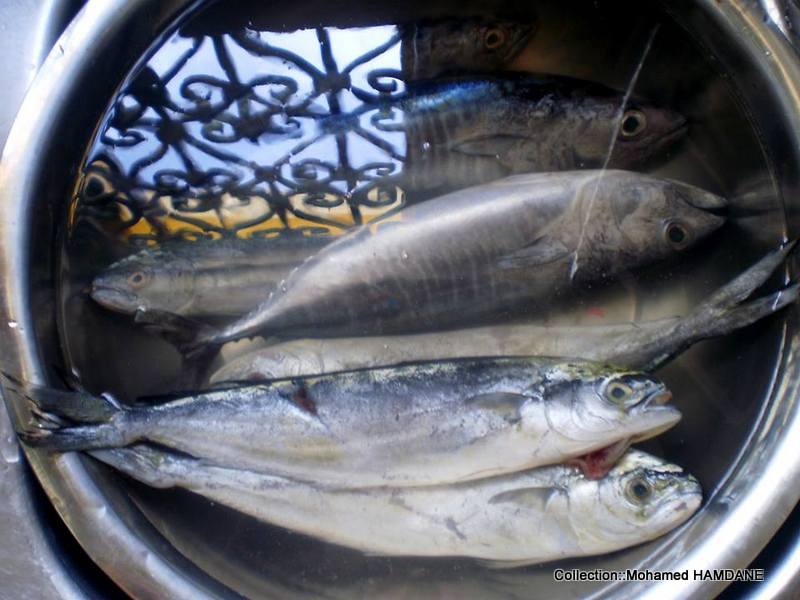 CULTURE et PATRIMOINE DE TUNISIE EN IMAGES- MOHAMED HAMDANE-ثقافة وتراث ...