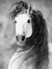 Soon a horse: Zoom sur : le Pure Race Espagnole