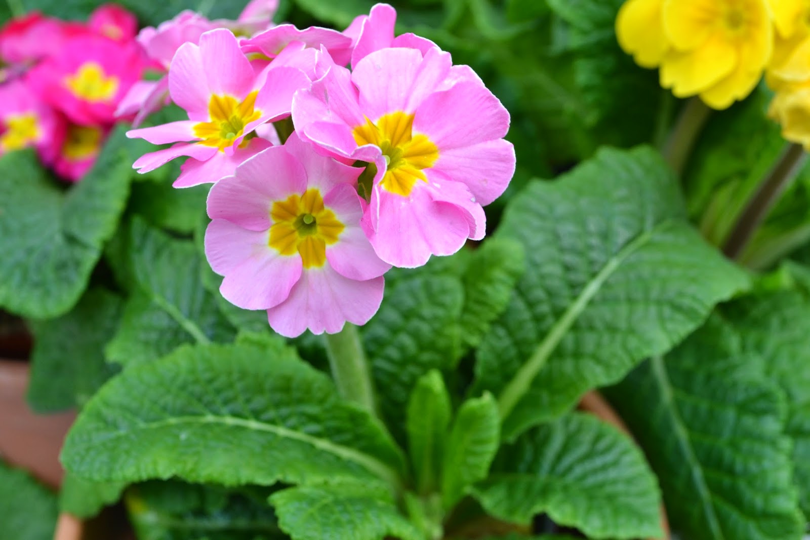 My Painted Garden: Painting Primroses