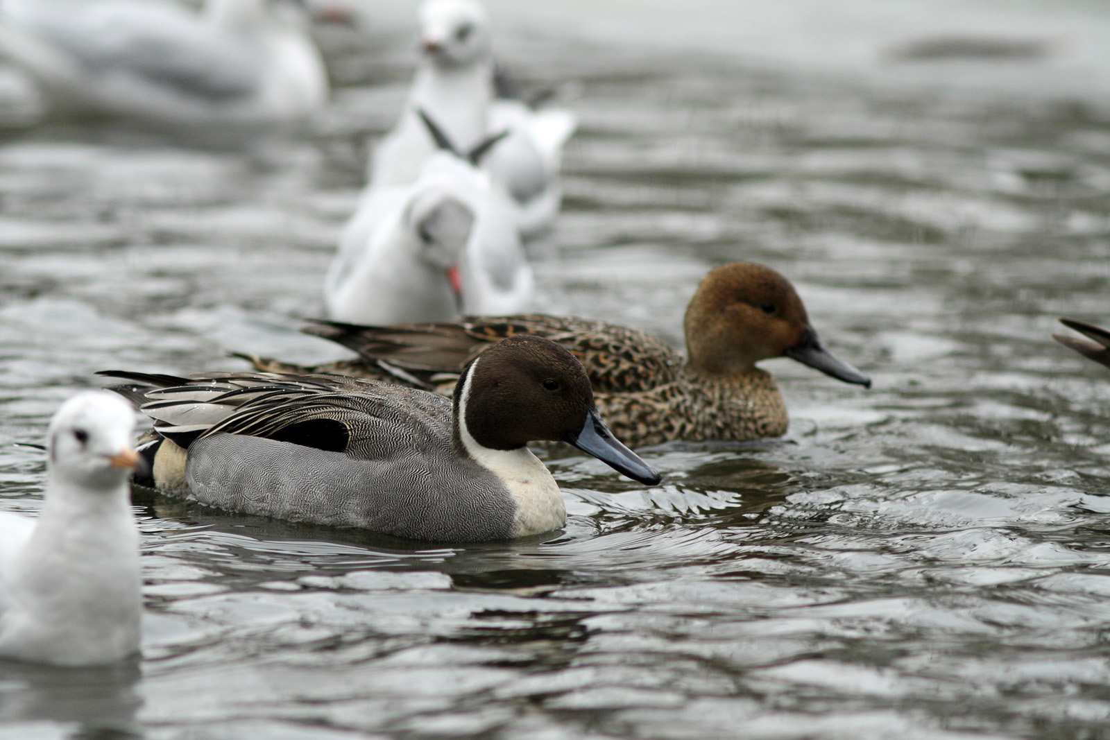 Picodrome: La semaine à Vincennes