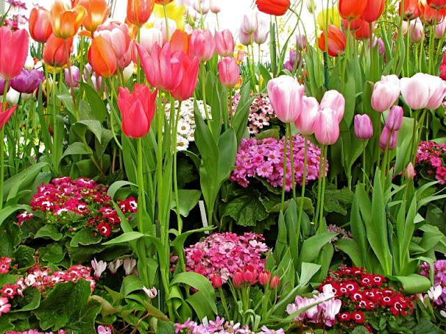 Lila Daley's Musings: Spring is COMING!