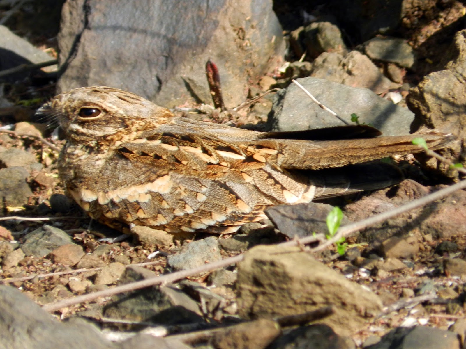 A Birder's Eye View: Chasing 300: Kenya, 21.07.2014 - 28.07.2014