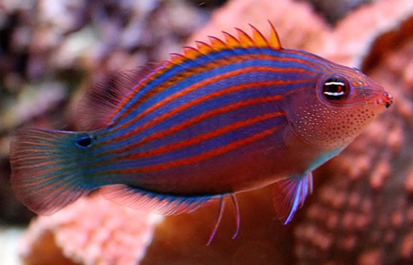 Info animales: SISTEMAS SOCIALES Y ORGANIZACIÓN EN PECES ÓSEOS