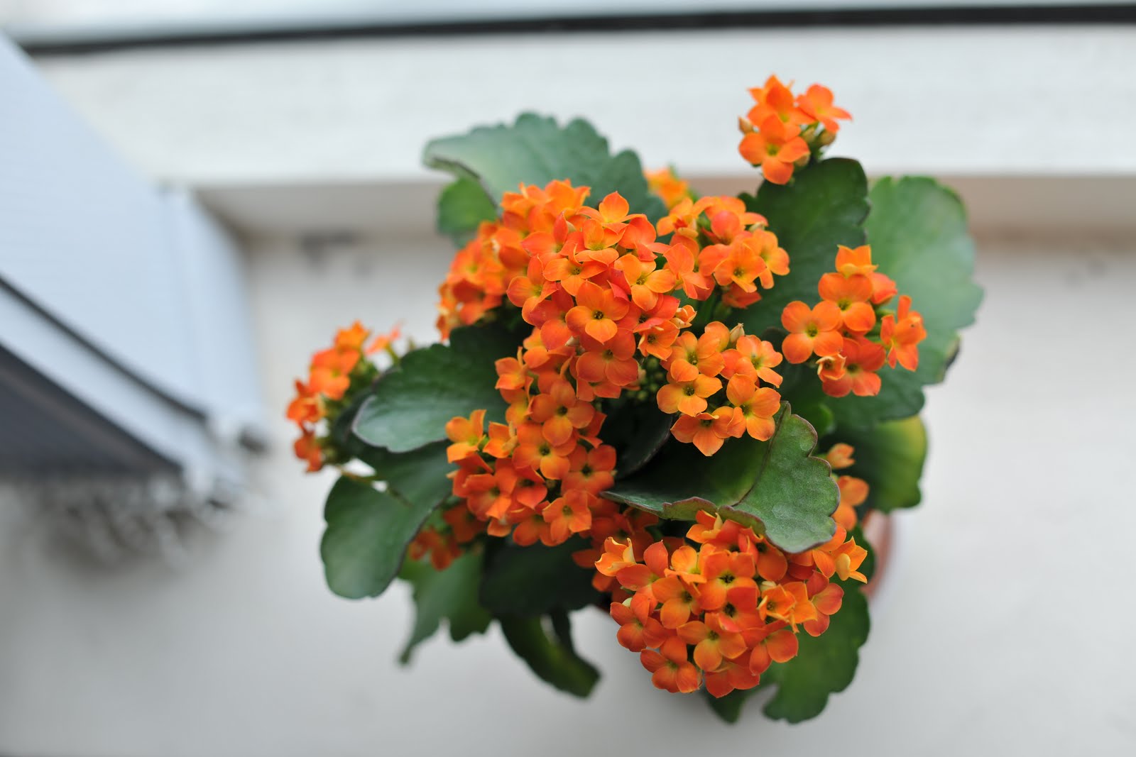 CÂY HOA SỐNG ĐỜI: CÂY HOA SỐNG ĐỜI