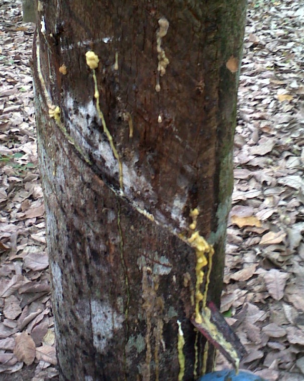 Agriculture United: JENIS-JENIS PENYAKIT TANAMAN GETAH