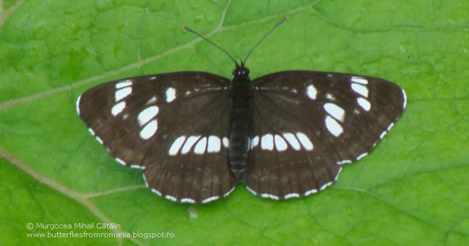 Butterflies from Romania: Neptis rivularis
