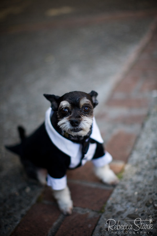 Fotos: Simpáticos y elegantes perritos en bodas ~ ElGonzi.com