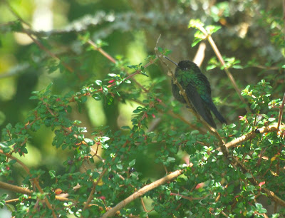 Jan Axel's Blog: A mix of widespread and endemic birds