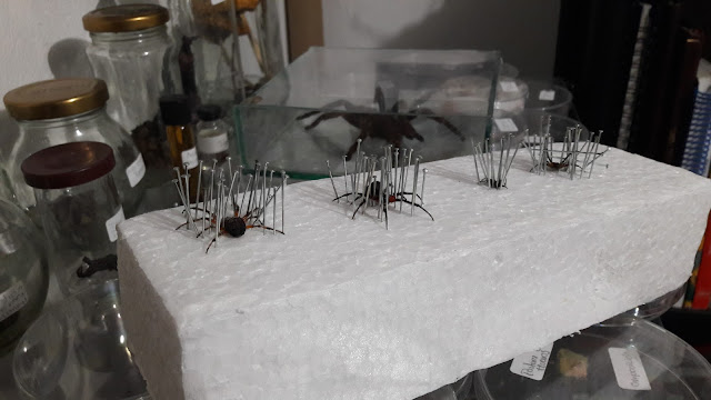 ¡Bienvenidos al mundo de los ARÁCNIDOS!: ¿CÓMO DISECAR UNA ARAÑA?