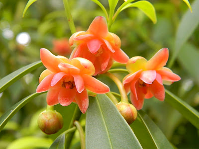 A Walk In Our Garden: Picnic at Duke Gardens