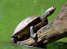 RESERVA ECOLOGICA DE LIMONCOCHA: FAUNA Y FLORA DE LA RESERVA ECOLOGICA ...